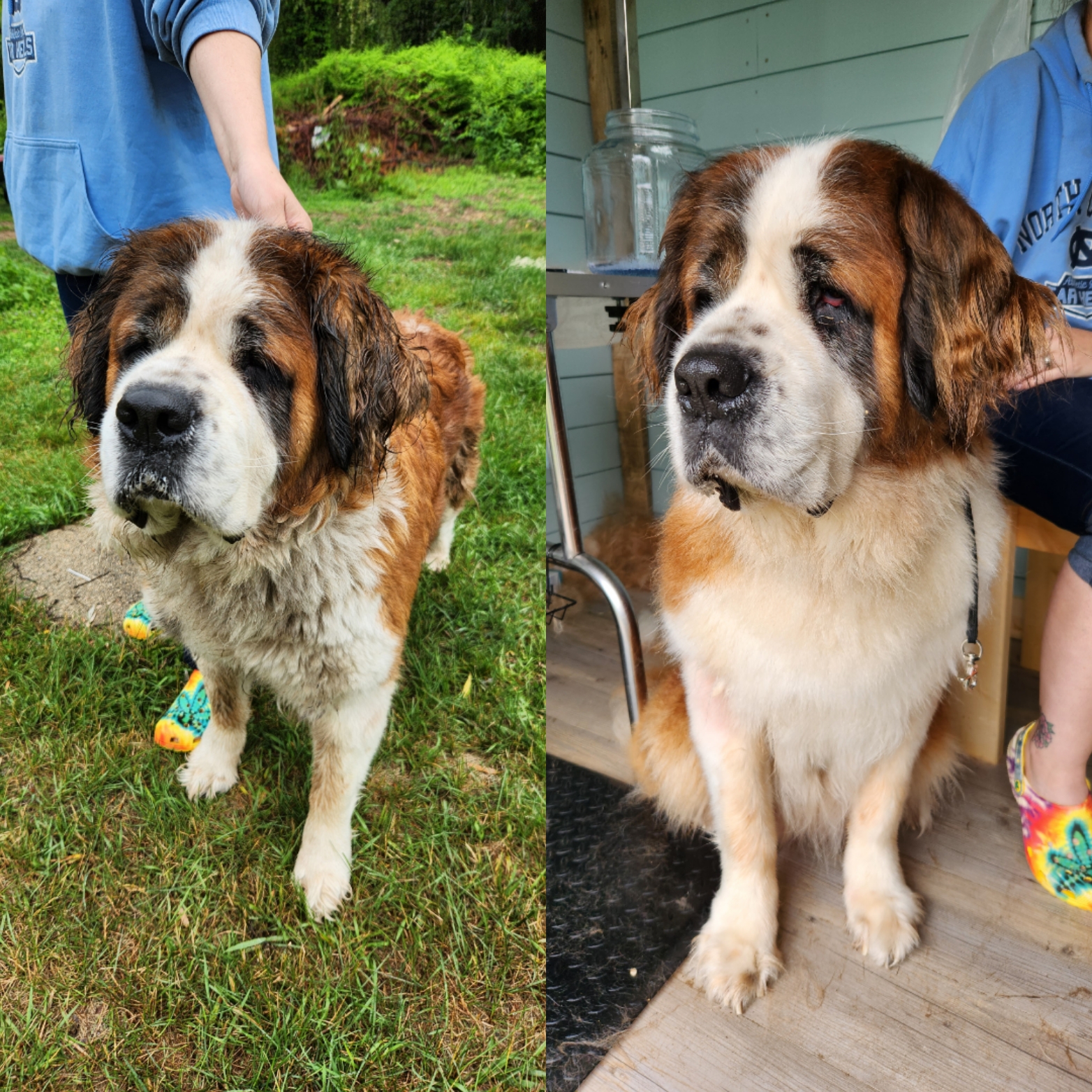 Gallery – North Country Dog