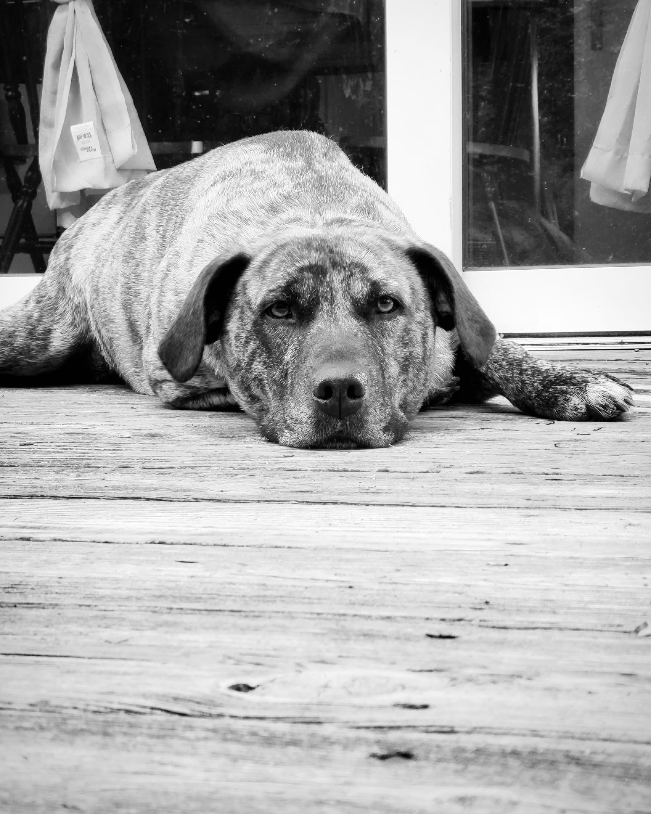 North Country Dog – Providing all your pets needs in one site!