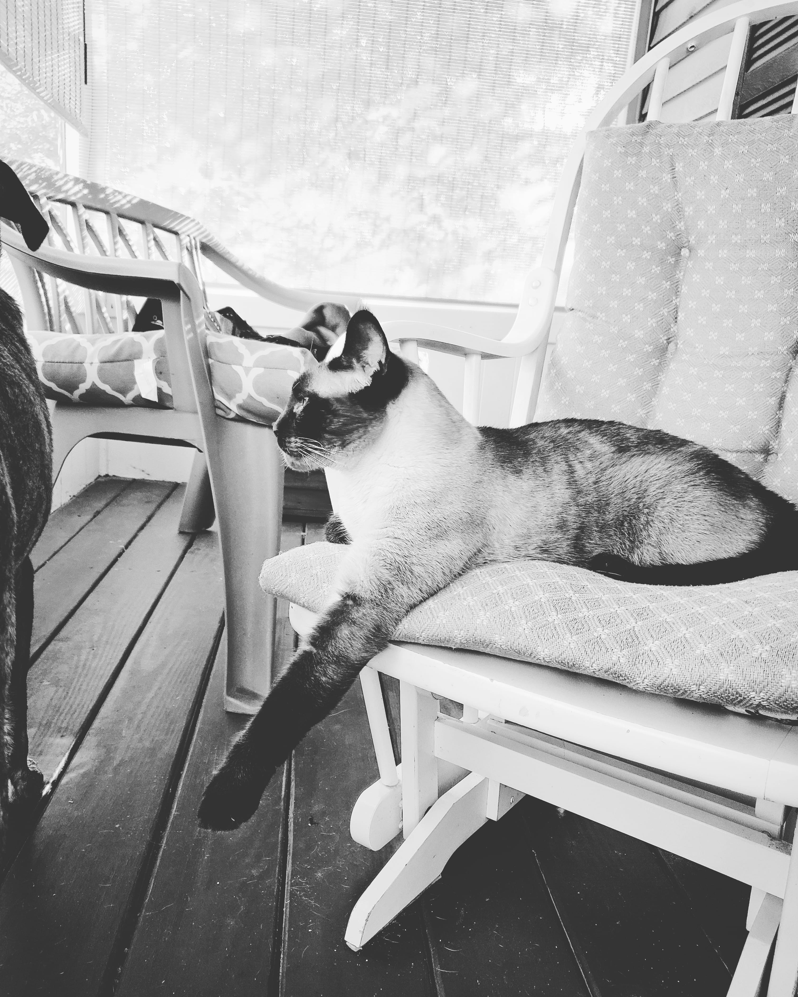 North Country Dog – Providing all your pets needs in one site!