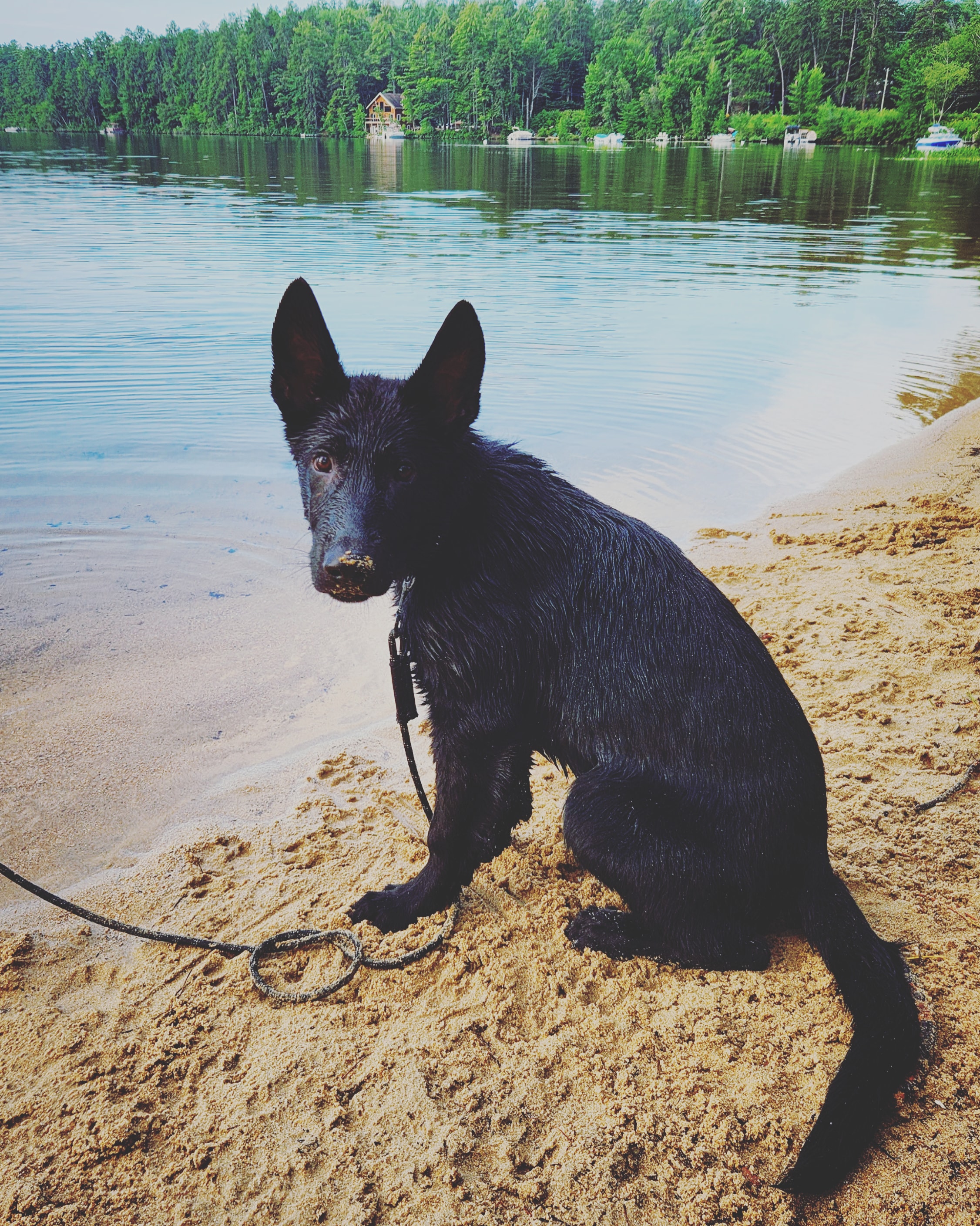 North Country Dog – Providing all your pets needs in one site!